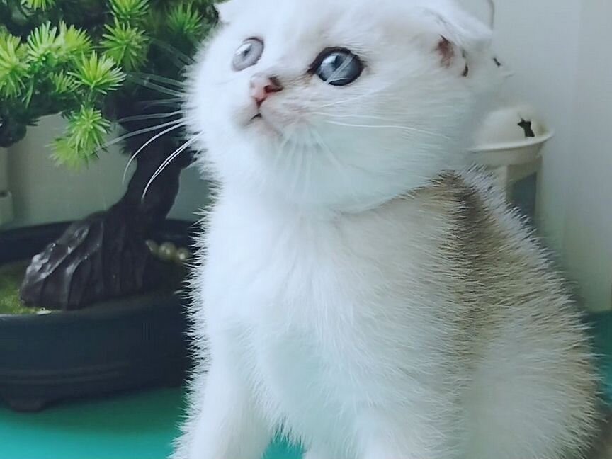 Шотландские котята