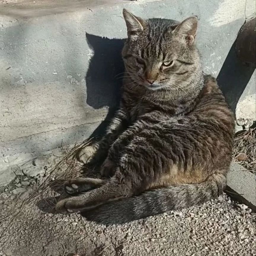 Котик на улице