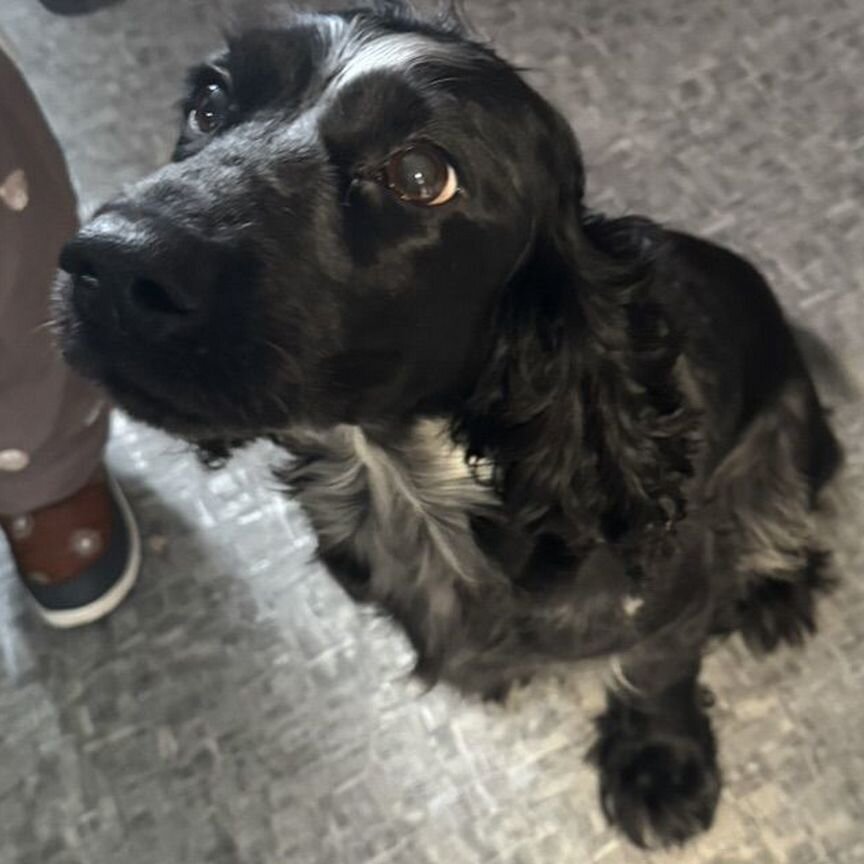 Русский охотничий спаниель, щенок