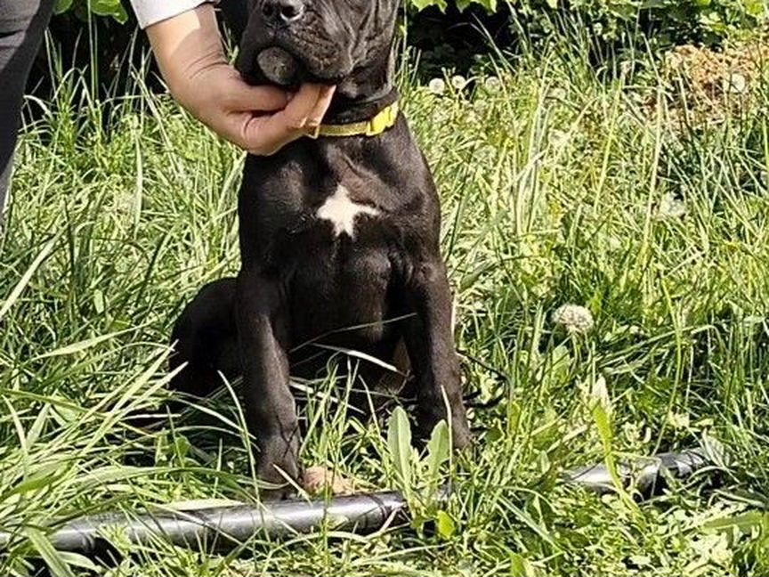 Шикарная девочка Кане корсо