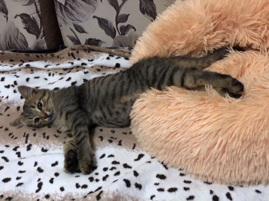 Котёнок мальчик нужен дом