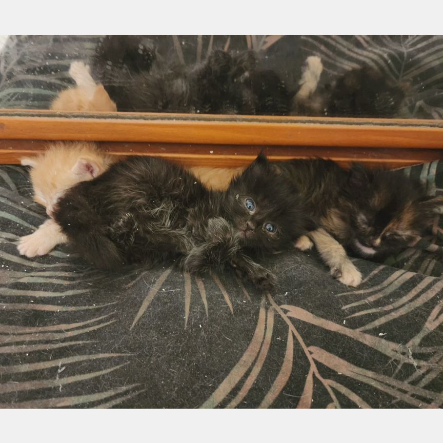 Котята в добрые руки приучены к лотку