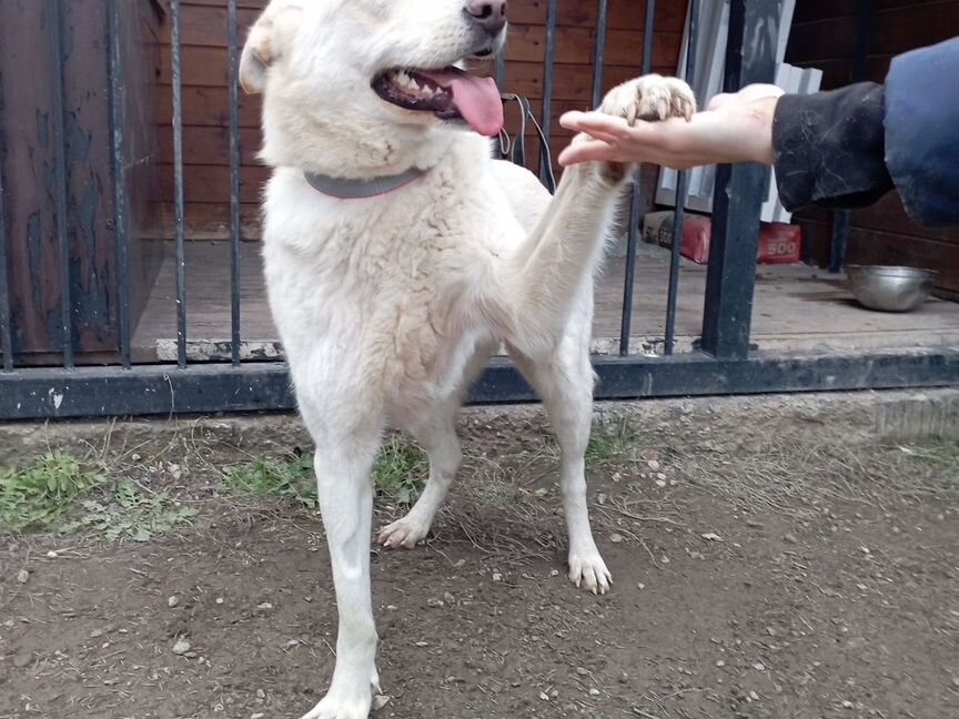 Супер собака Мика