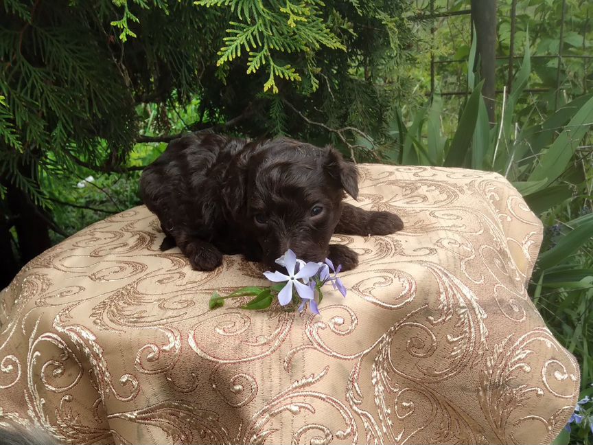 Мальтипу шоколад