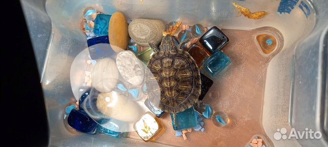 Красноухая черепаха