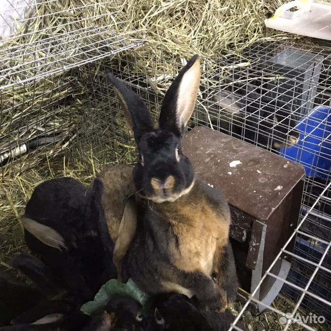 Крольчата породы "Рекс"