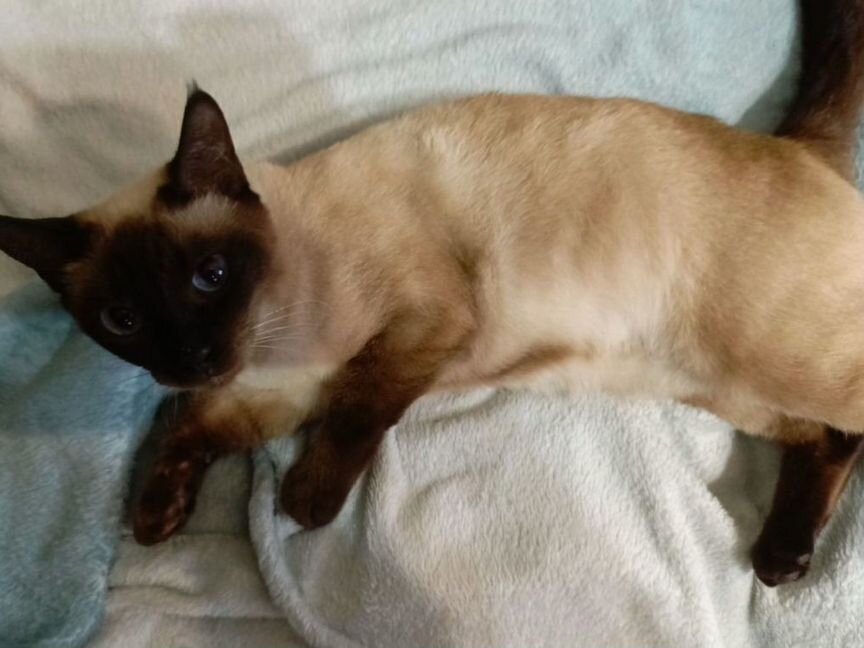 Кошечки
