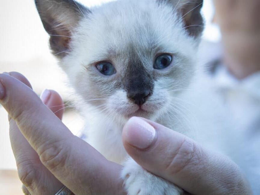 Сиамский котенок