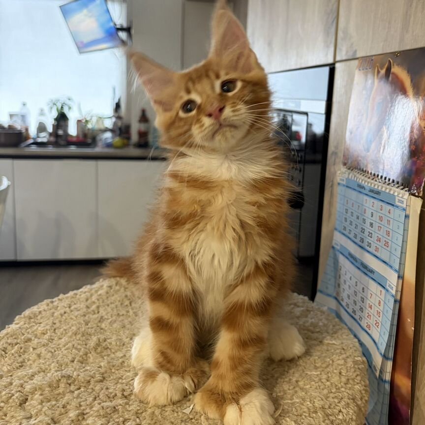 Мейн-кун котёнок