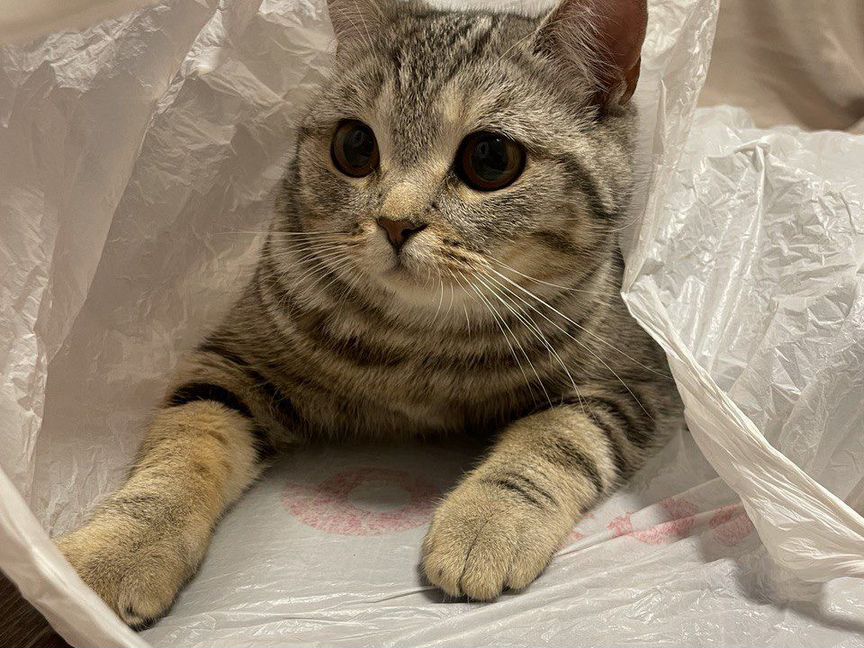 Шотландская