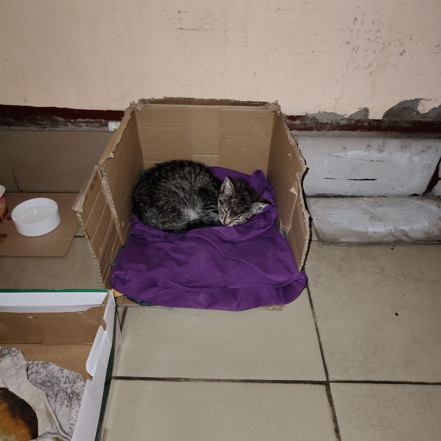 Отдам котенка в добрые руки