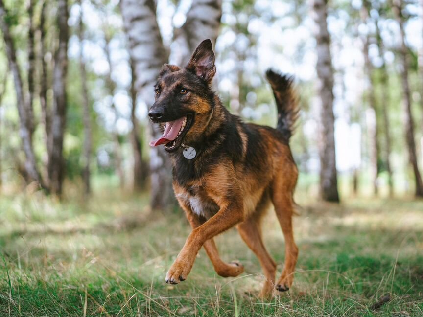 Нежная красотка Конфетка ищет дом