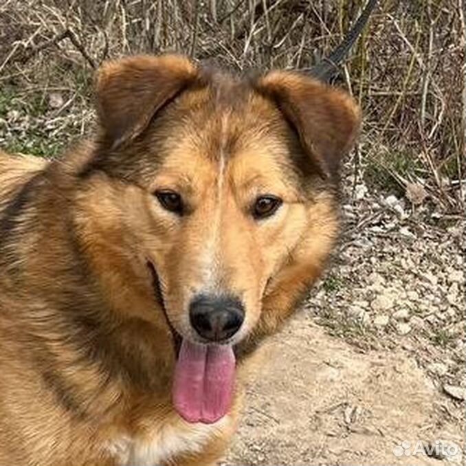 Агат, собака для большой семьи