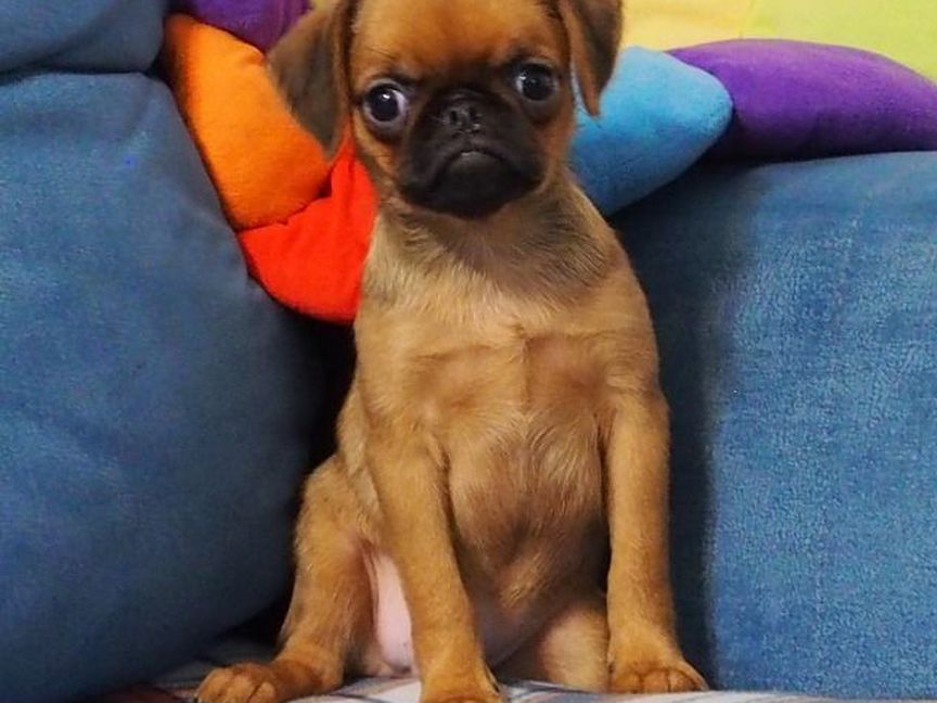 Пти брабансон, мальчик 3 мес