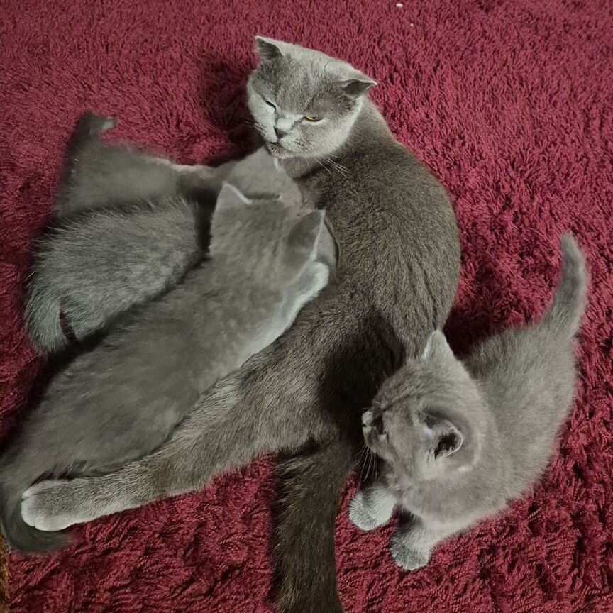 Вислоухие котята