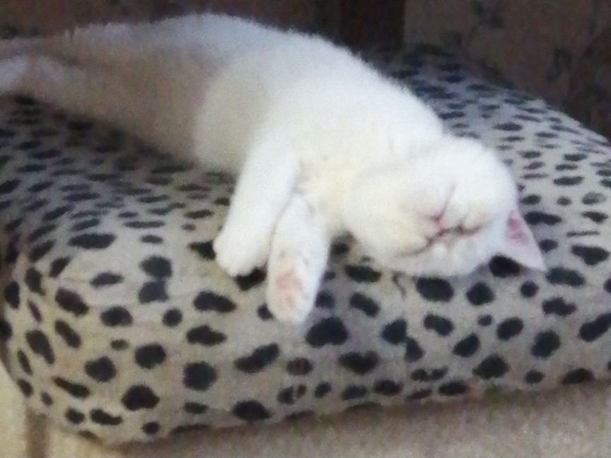 Экзотические