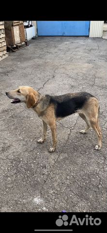 Русская гончая