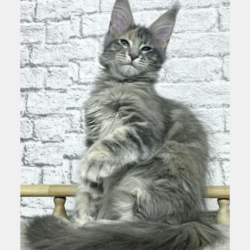 Кошечка мейн-кун