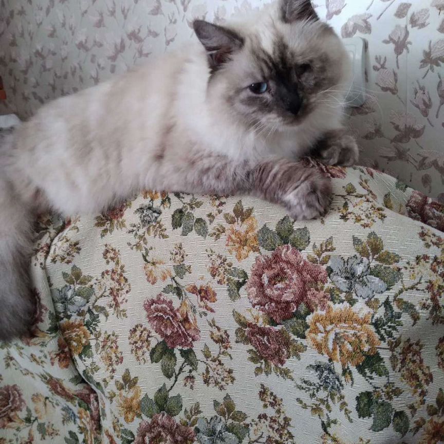 Кошечка в добрые руки