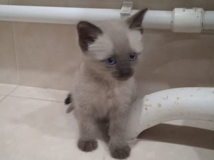 Голубоглазое чудо ищет дом