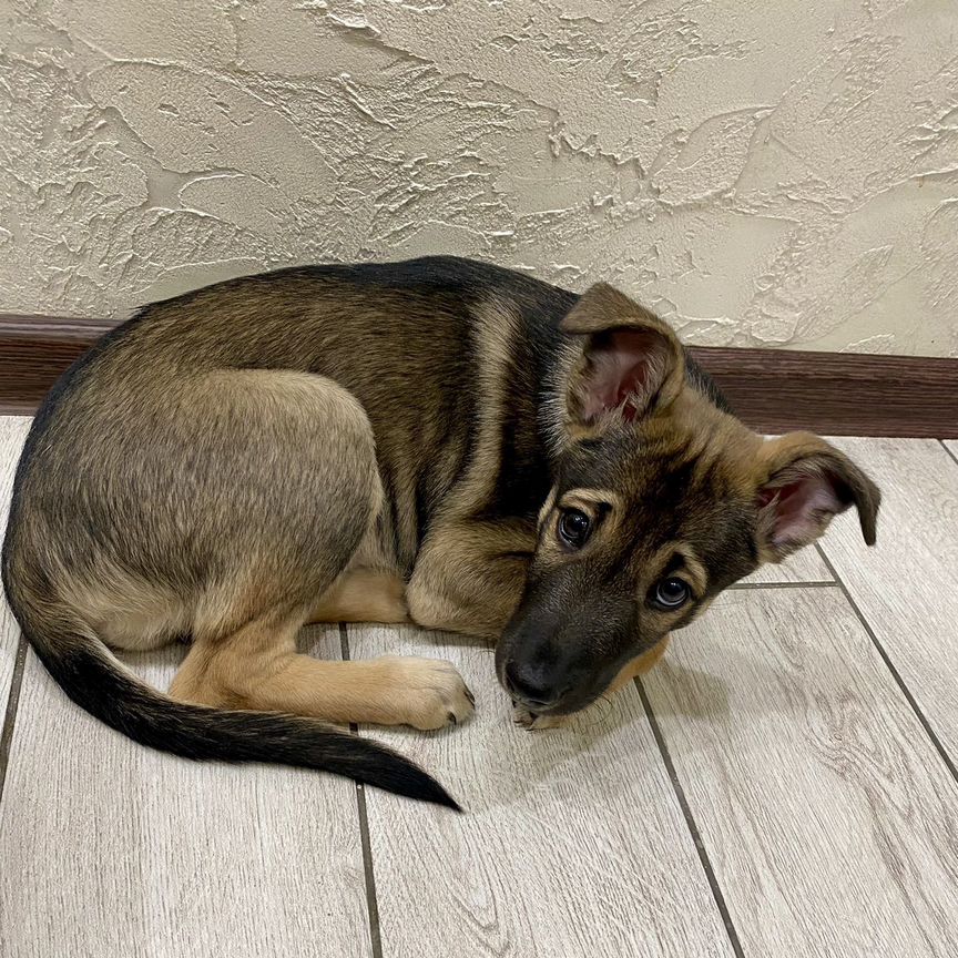 Щенок тоскует по хозяину