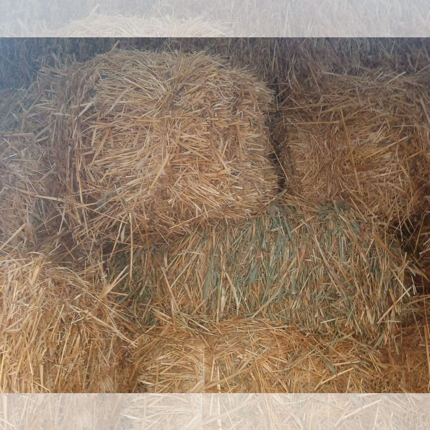 Сено в тюках овсяное