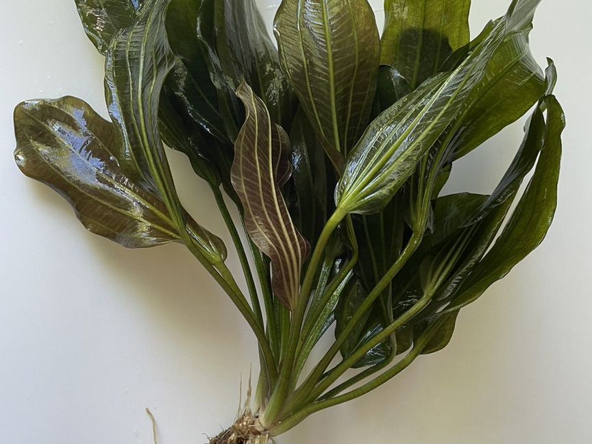 Эхинодорус медведь