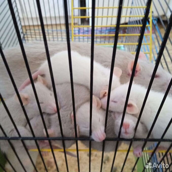 Крысята бесплатно