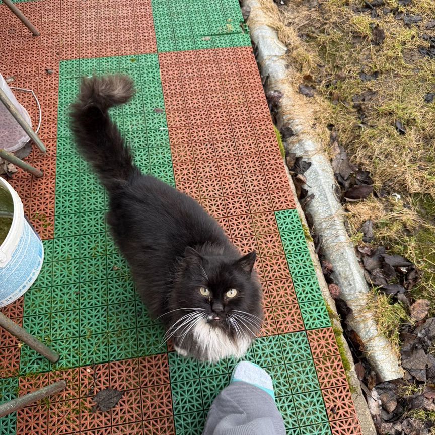 Кот