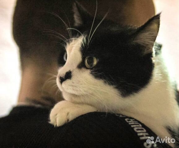 Ласковая кошечка Милка в добрые руки