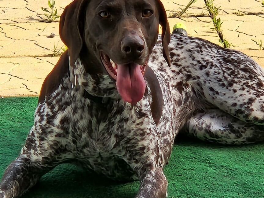 Щенки курцхаара в ростовской области