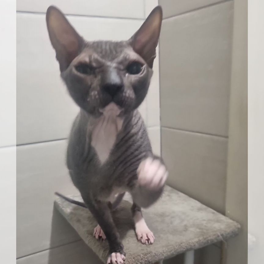 Канадский сфинкс, взрослый кот