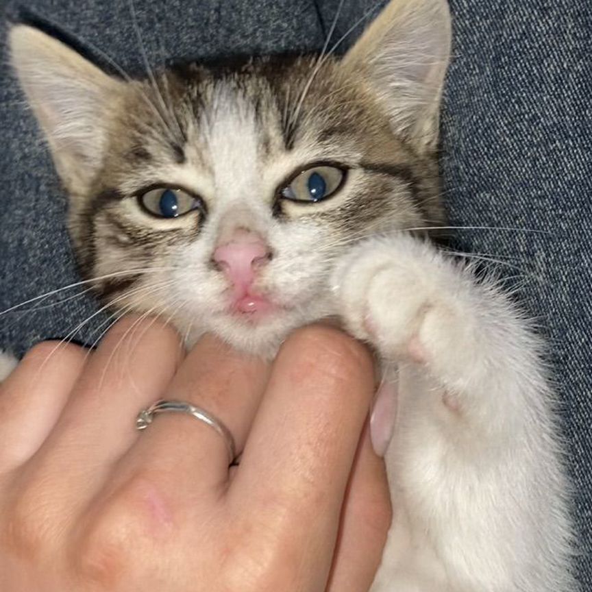 Котята
