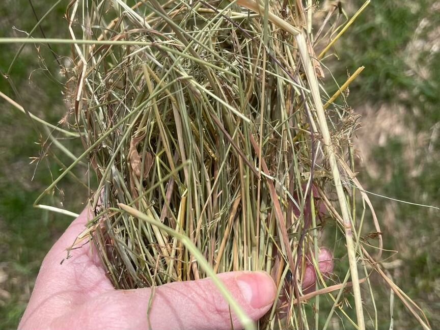 Сено в рулонах опт/Доставка