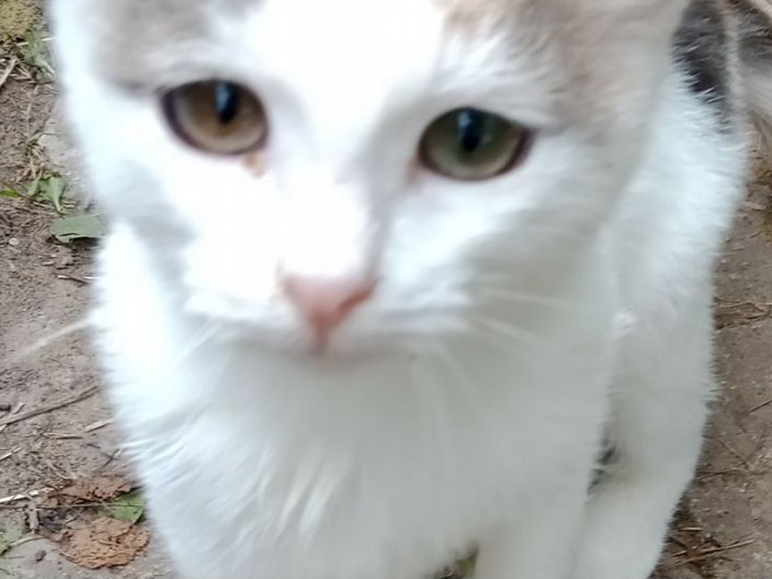 Котёнок кошечка 5 месяцев