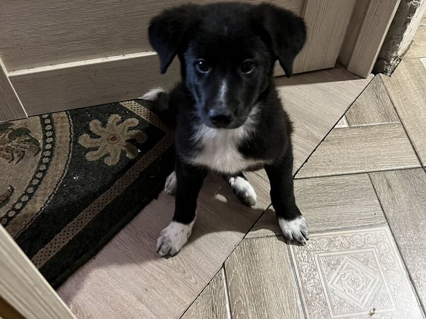 Щенок у алкашей