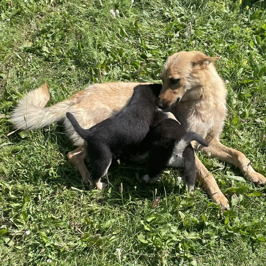 Щенки лайки