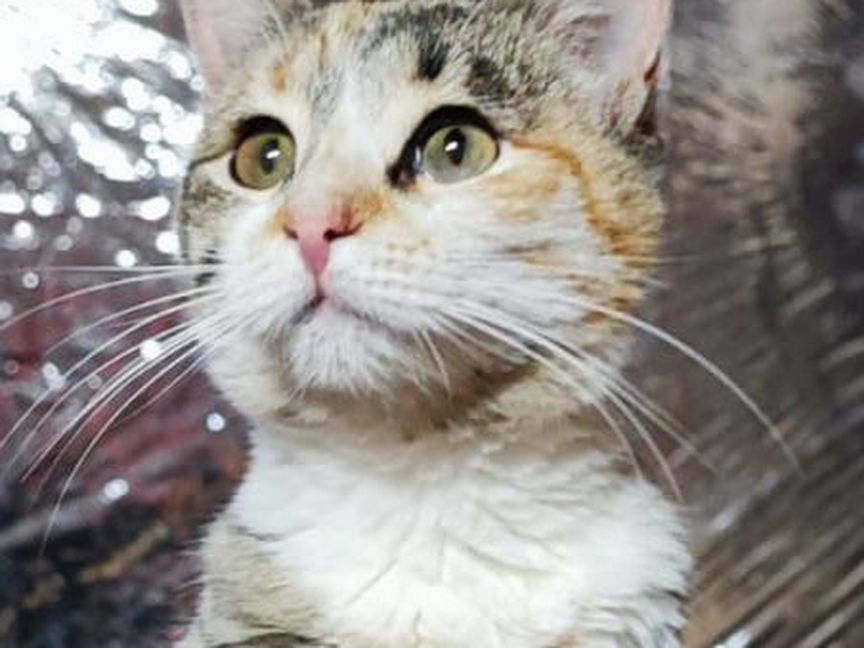 Ещё одного предательства Манюня не перенесет