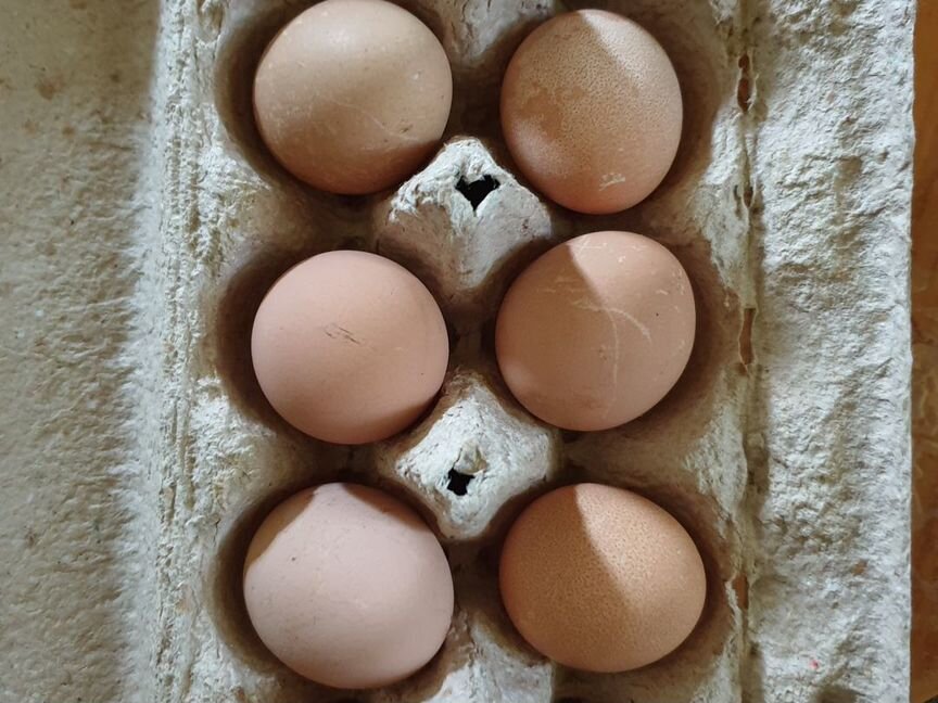 Яйца цесарки