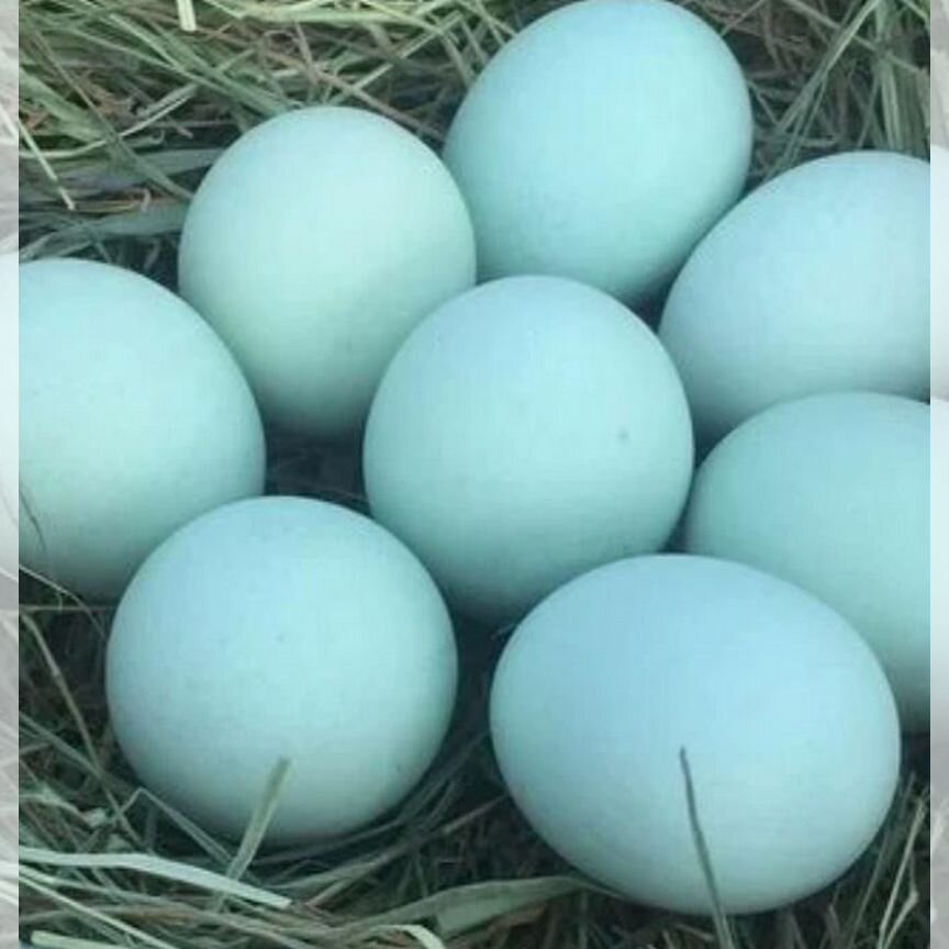Яйцо ухейилюй
