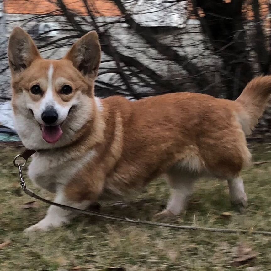 Вельш Корги Пемброк, взрослая собака