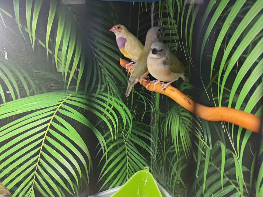 Амадины гульда