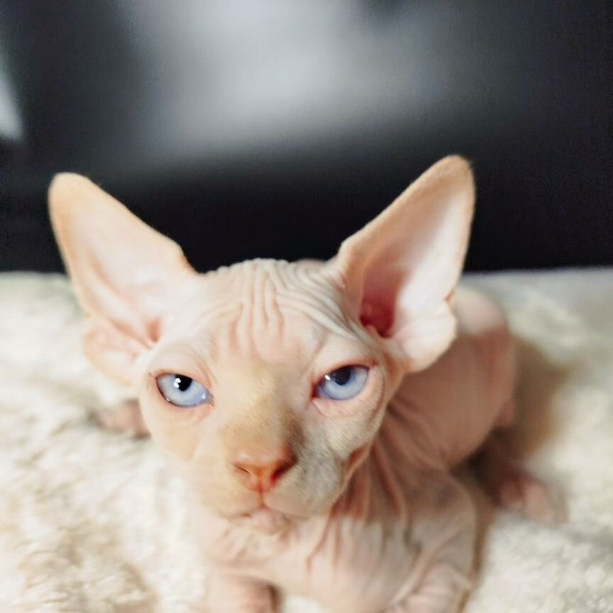 Канадский сфинкс котенок