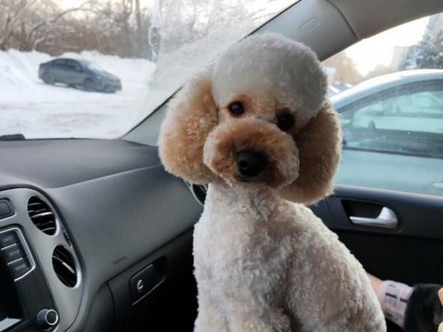 Ищем невесту