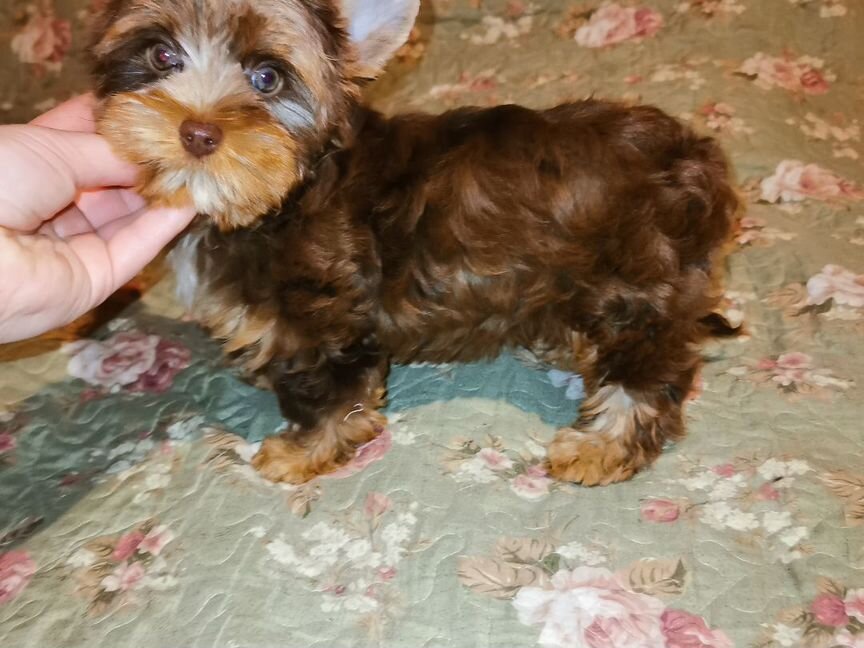 Принцесса Цветной Йорк Шоко Мерле