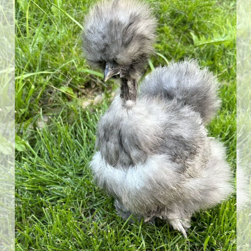 Китайские шелковые куры