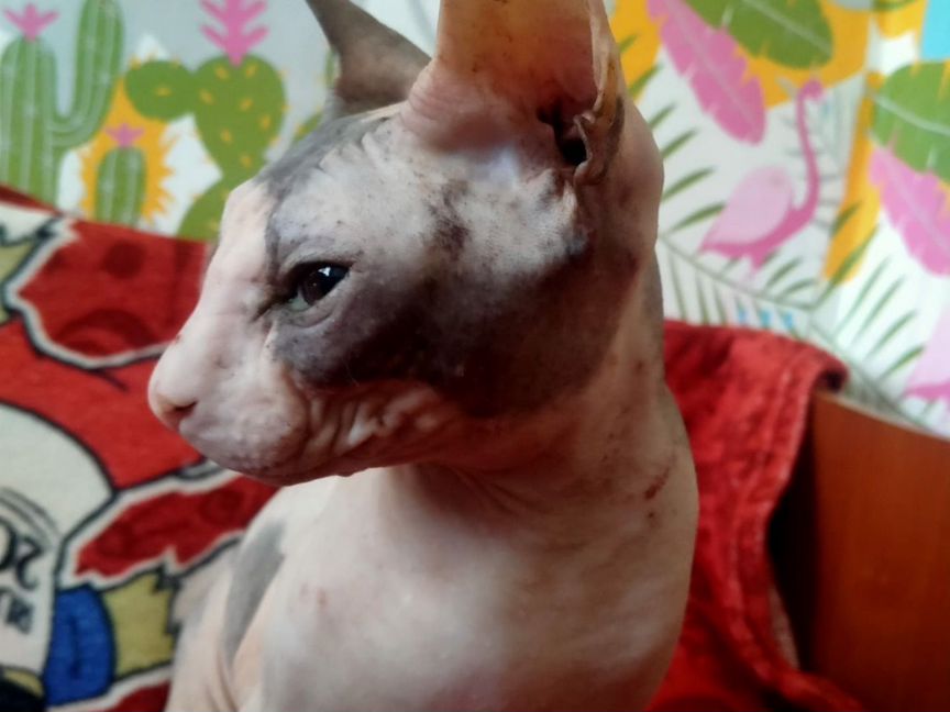 Донской сфинкс