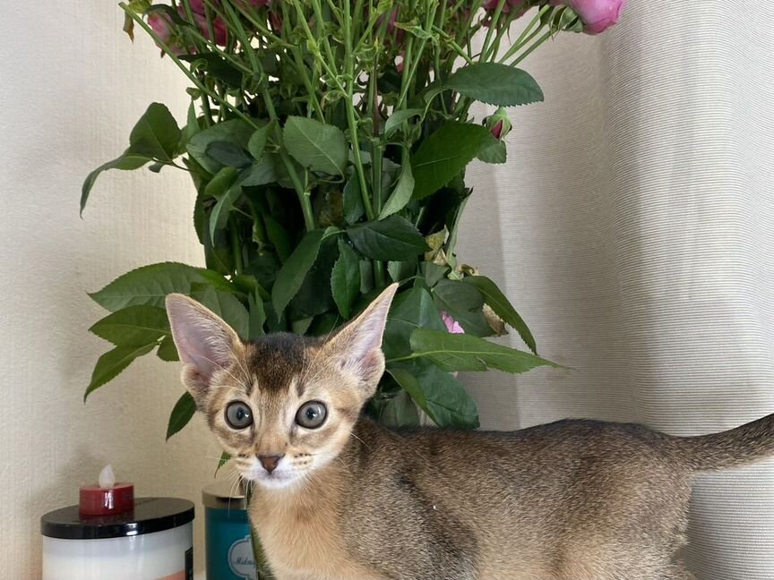 Абиссинская