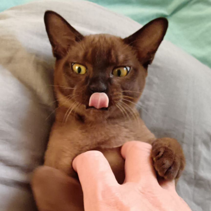 Котята европейской Бурмы