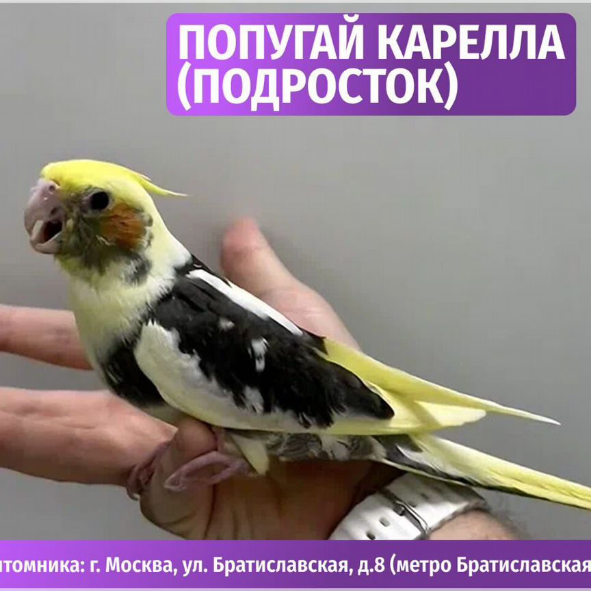 Попугай Карела подросток